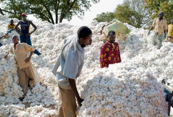 Campagne agricole 2026-2027 au Bénin : le prix d'achat de coton graine ...